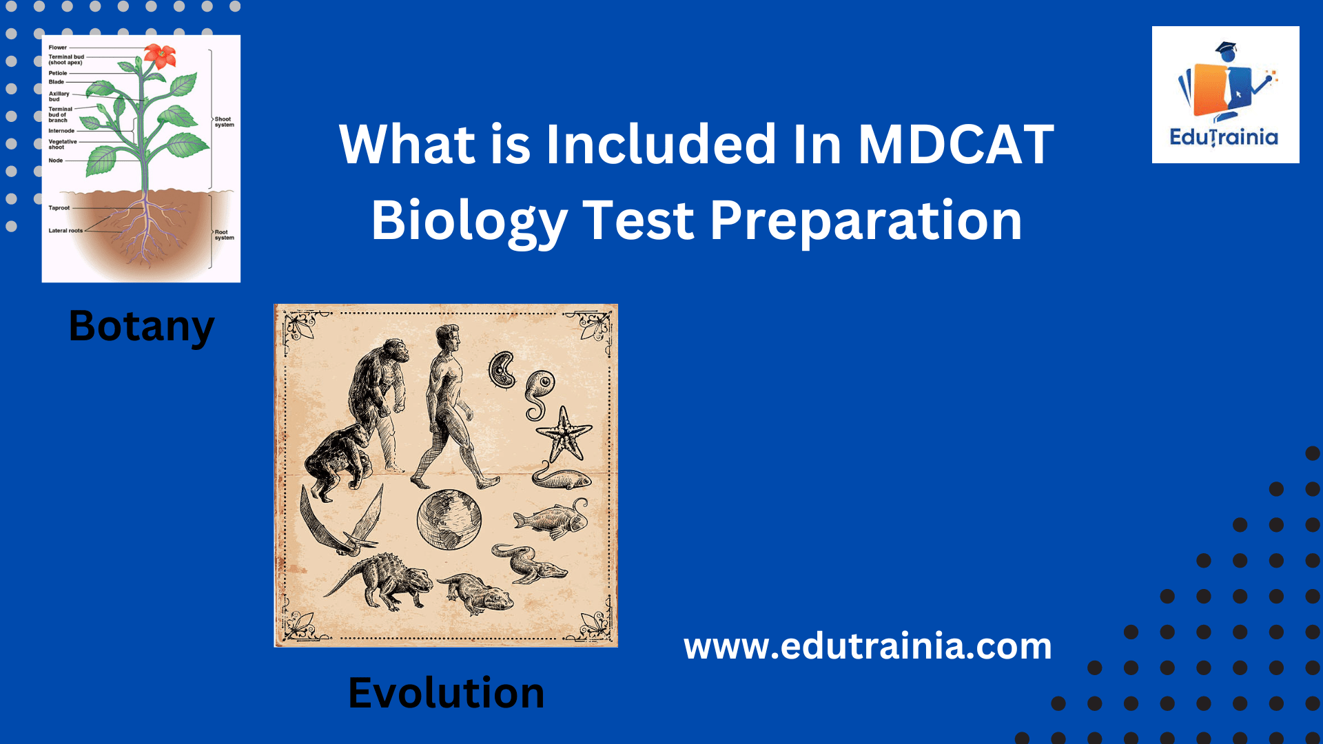 How can I prepare for the Biology section of the MDCAT exam online At EduTrainia? - EduTrainia